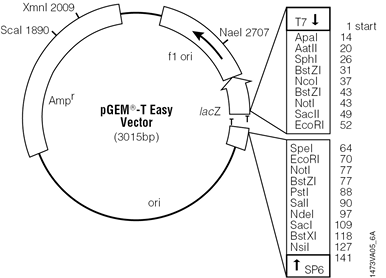 pGEM®-T Easy Vector Systems