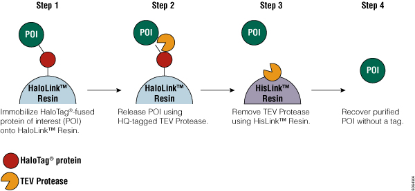 HaloTag® Protein Purification System