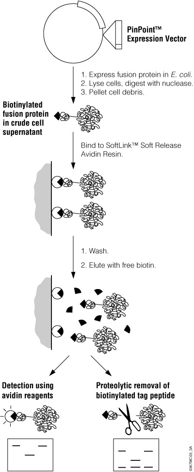 Protein Purification and Analysis
