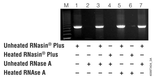 RNasin Plus RNase Inhibitor: New Protein for High Temperature RNase ...